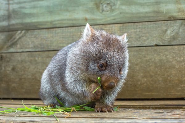 El único animal que hace las cacas cuadradas | Formación Animal
