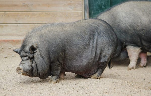 Animales que NO puedes tener como mascota | Formación Animal