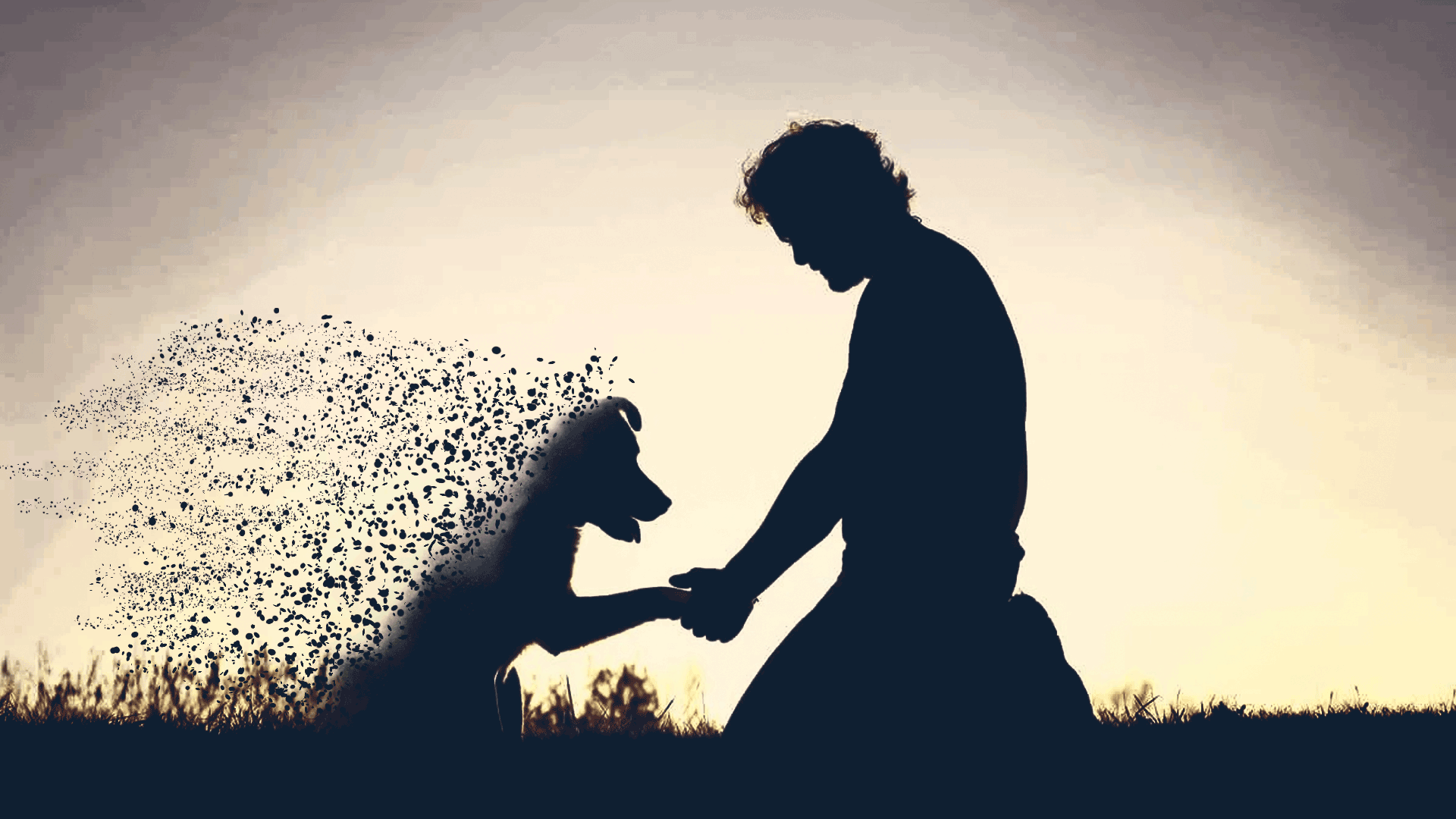 ¿Qué hacer cuando muere nuestro perro o gato? | Formación Animal