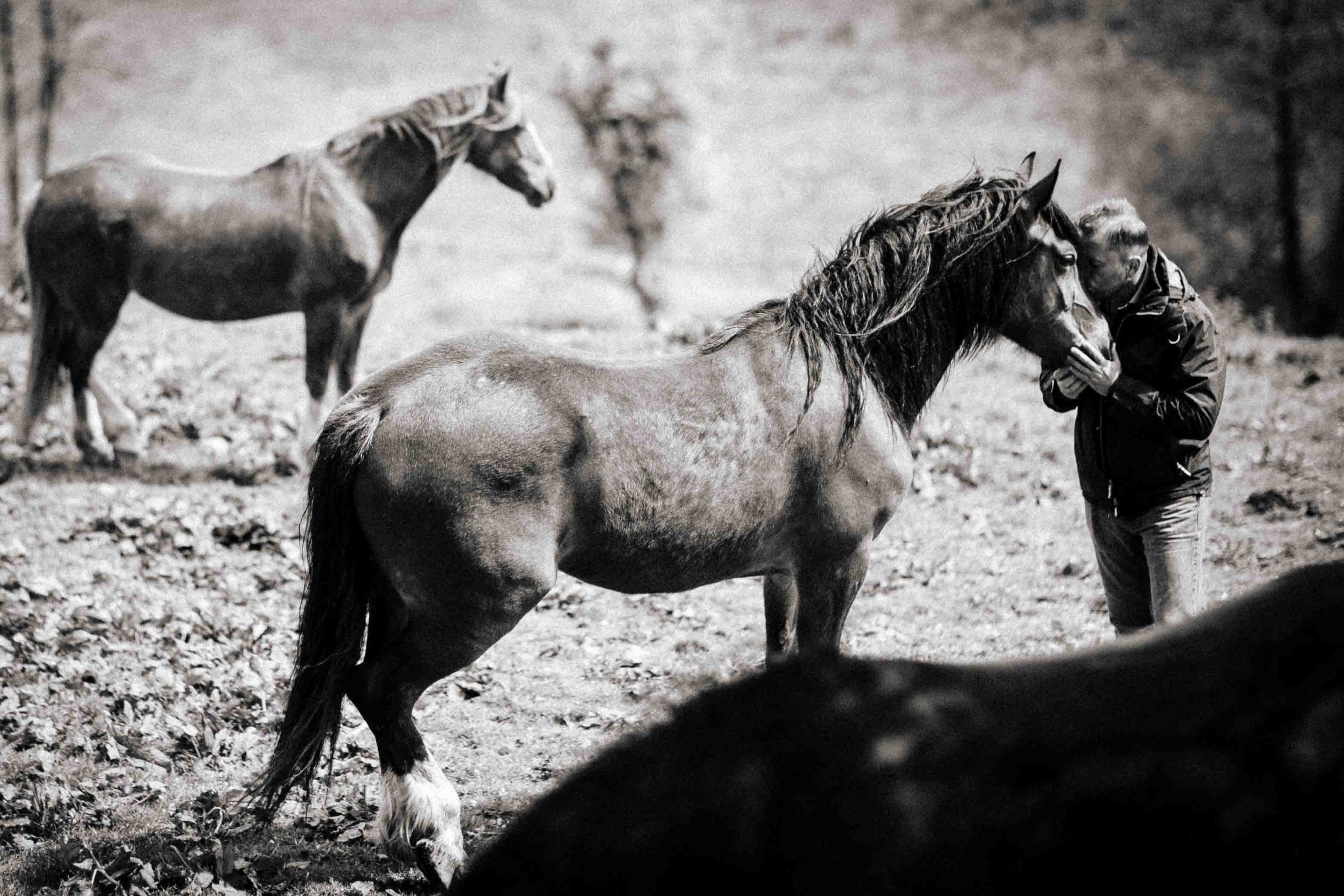 Mitos y realidades sobre la Doma Racional de Caballos | Formación Animal