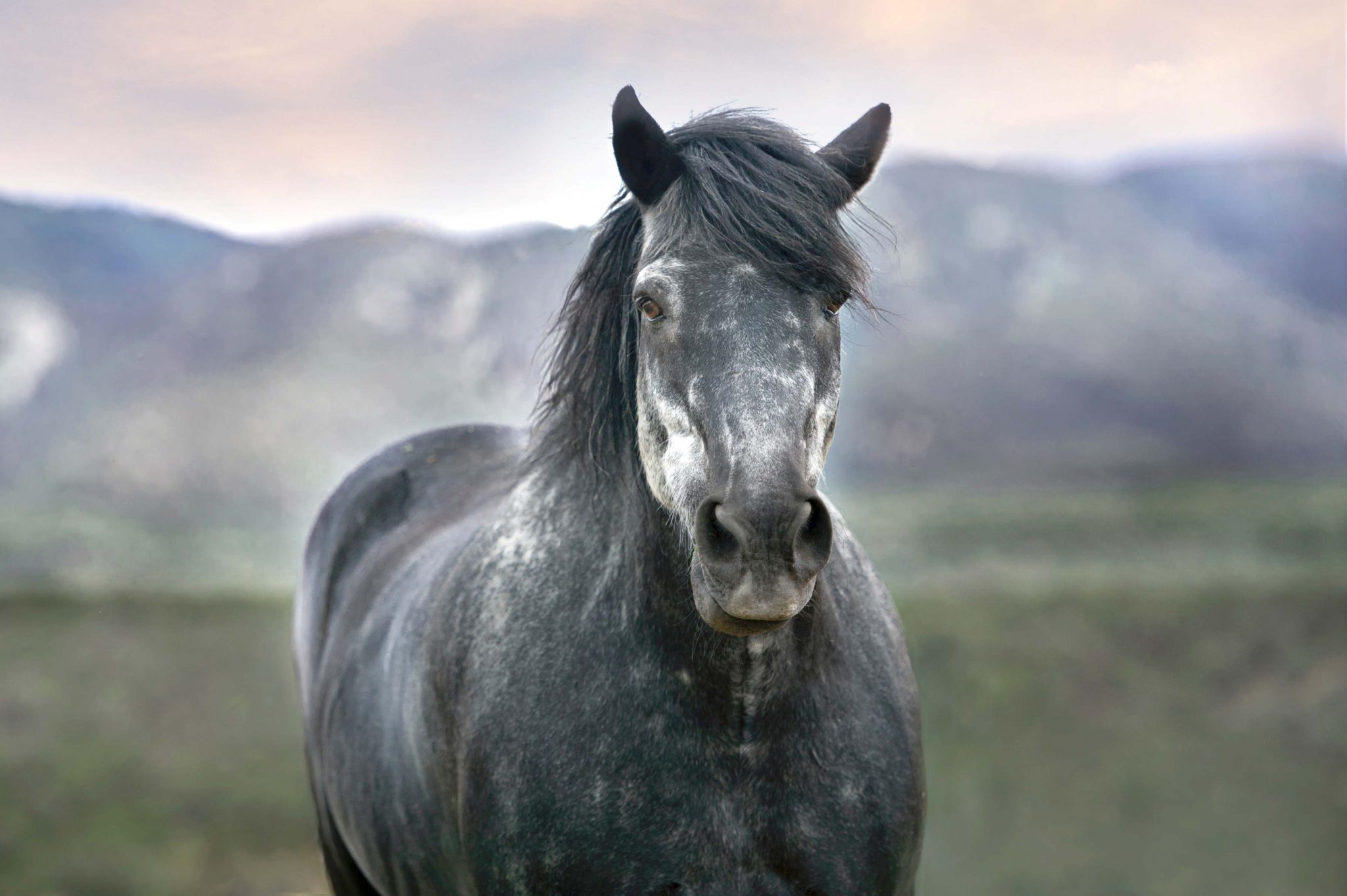 Mitos y realidades sobre la Doma Racional de Caballos | Formación Animal