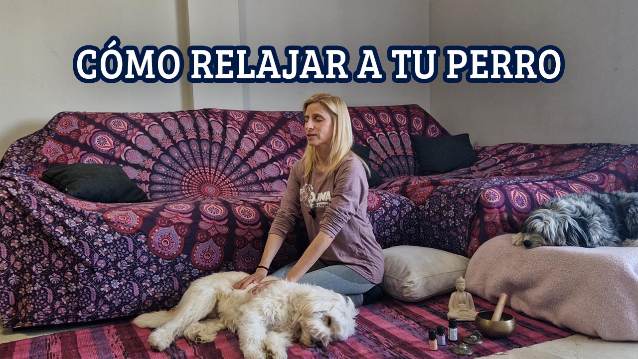 Ejercicio para potenciar la calma en nuestro perro | Formación Animal