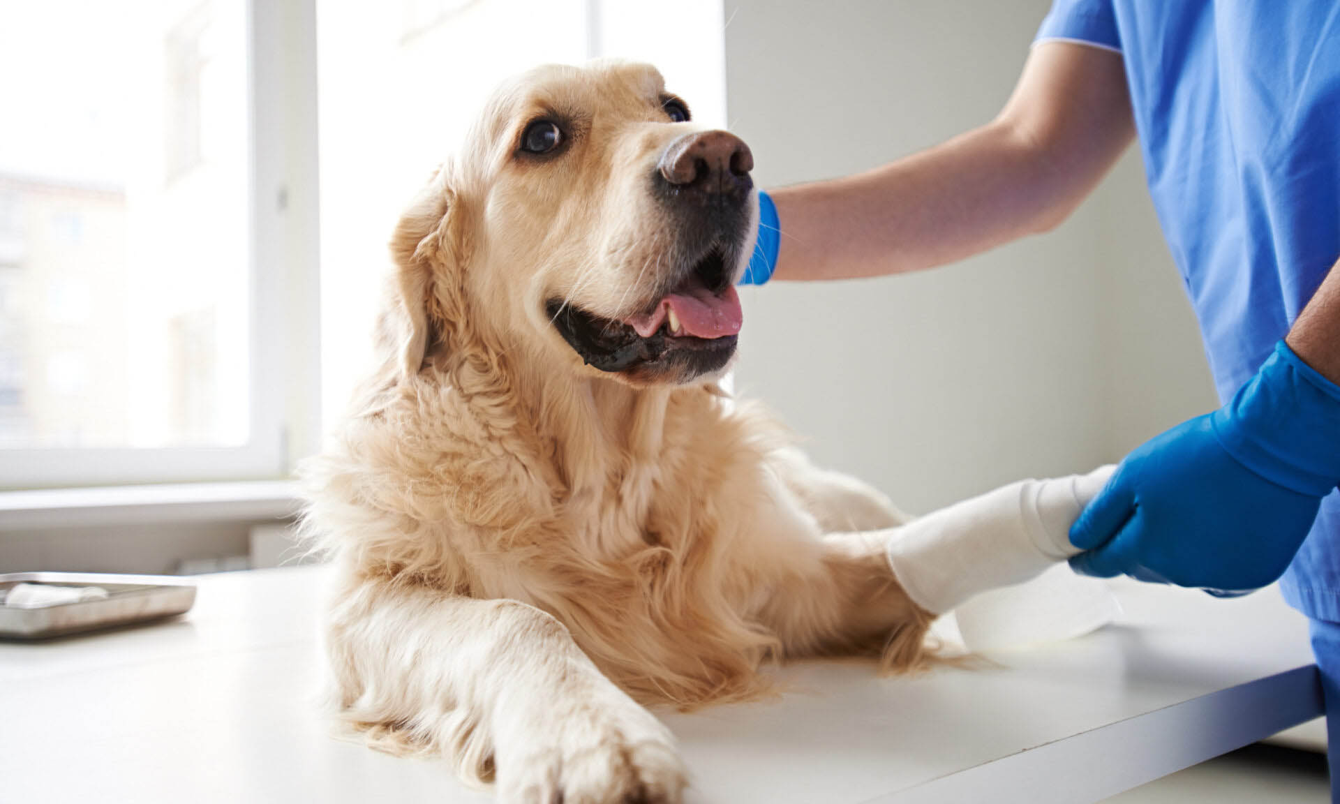 Cómo curar heridas superficiales en perros y gatos | Formación Animal