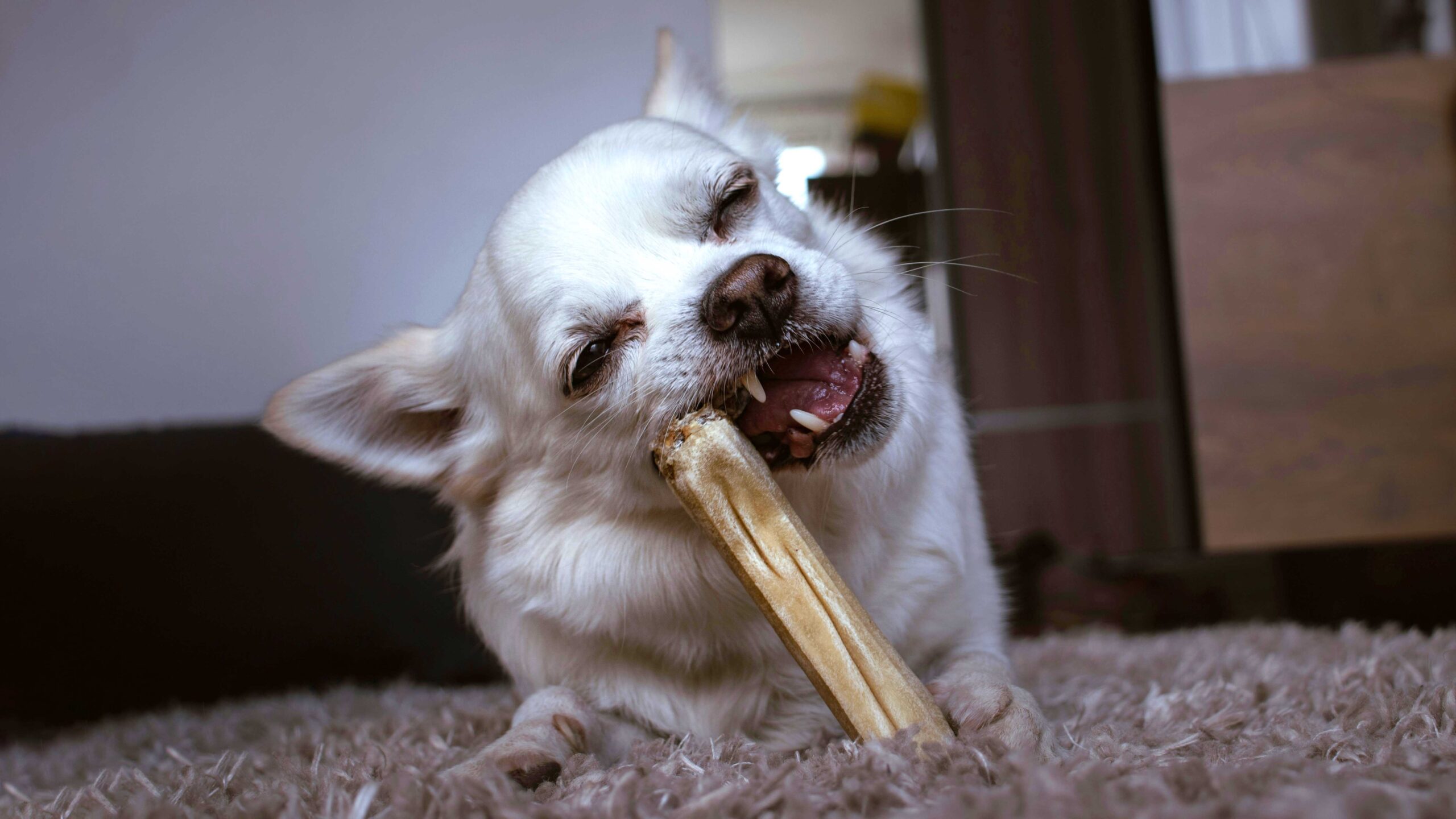 La masticación en perros es más importante de lo que piensas ...